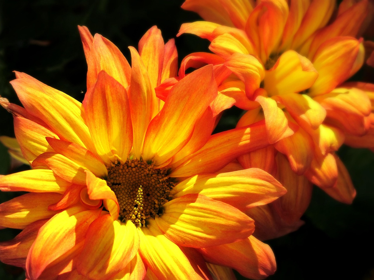 Mums Flowers Yellow - Free photo on Pixabay