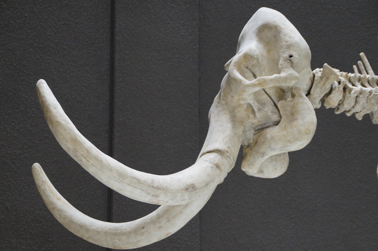Mamut Esqueleto Museo - Foto gratis en Pixabay
