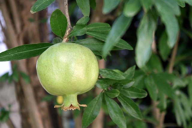 Grenade Fruit Green - Free photo on Pixabay - Pixabay