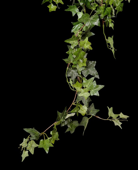 Lierre Plante - Photo gratuite sur Pixabay
