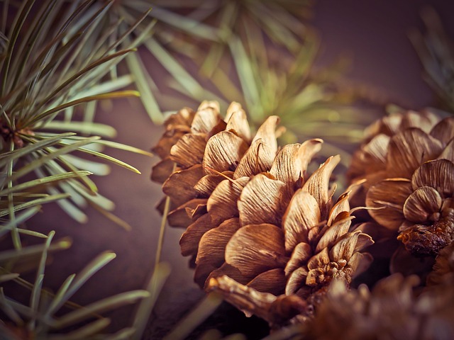 40,000+ Free Softwood Tree & Softwood Images - Pixabay