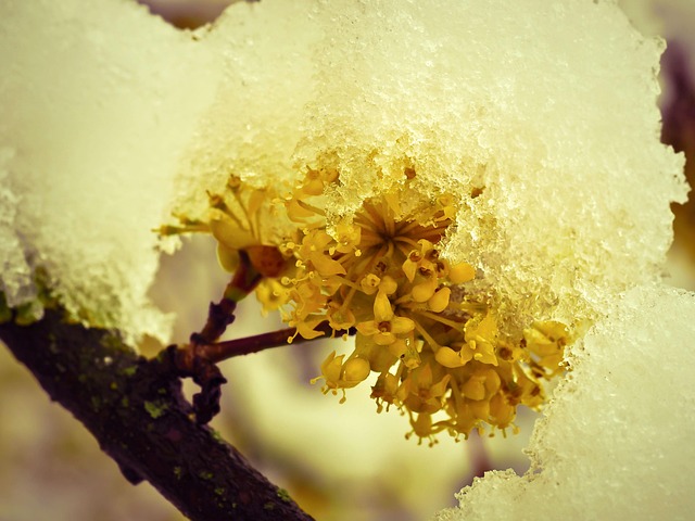10+ Free First Snowfall & Snowstorm Images - Pixabay
