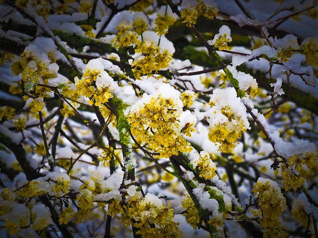 10+ Free First Snowfall & Snowstorm Images - Pixabay
