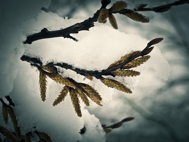 10+ Free First Snowfall & Snowstorm Images - Pixabay