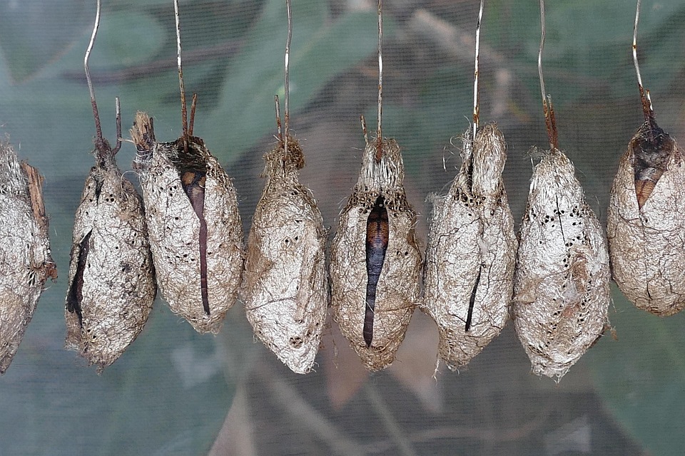 Chrysalis Cocoon Nature - Free photo on Pixabay - Pixabay