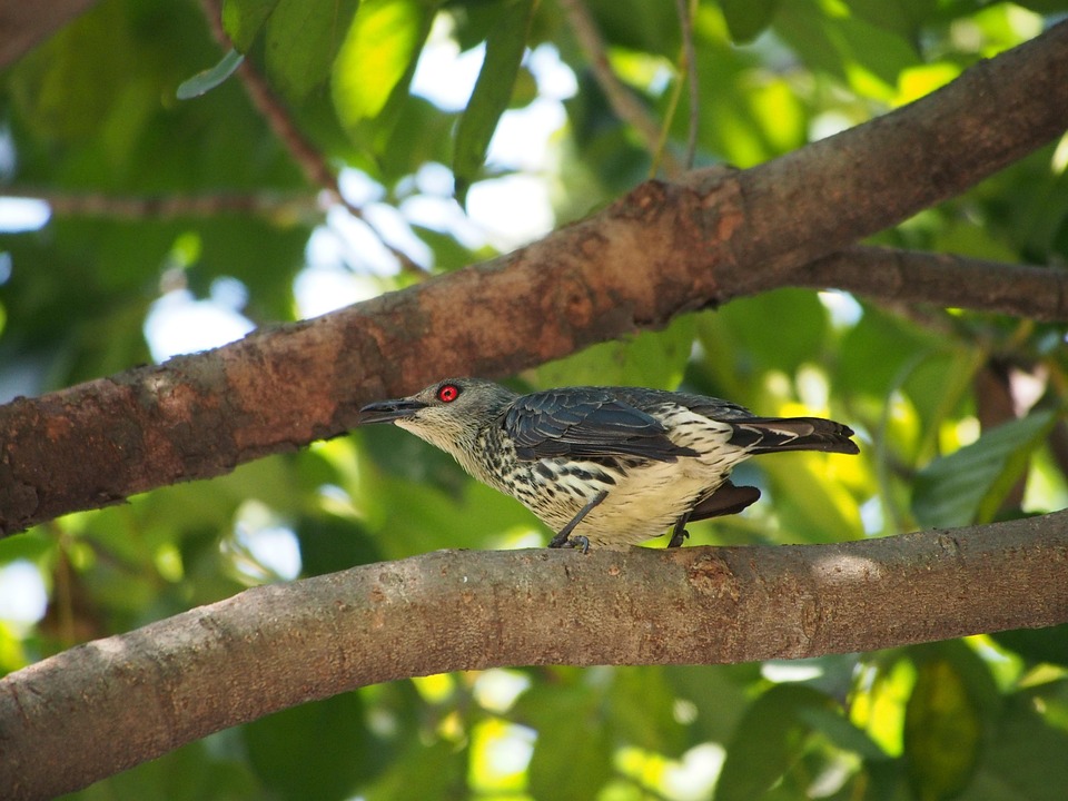 Shining Starling Female Bird Asian - Free photo on Pixabay - Pixabay