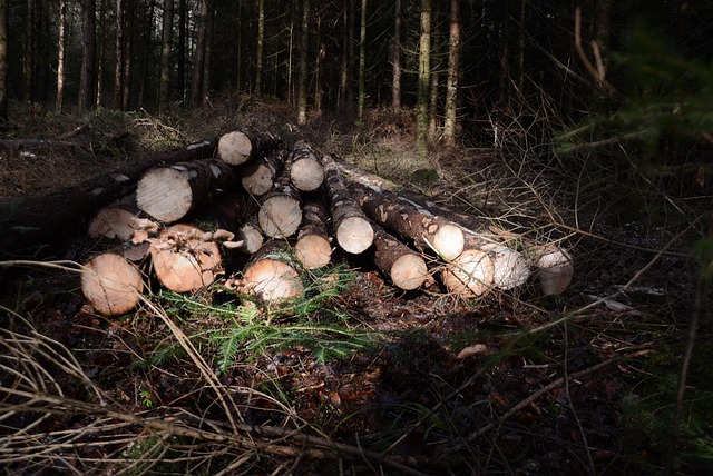 Madera Bosque Tronco De - Foto gratis en Pixabay - Pixabay