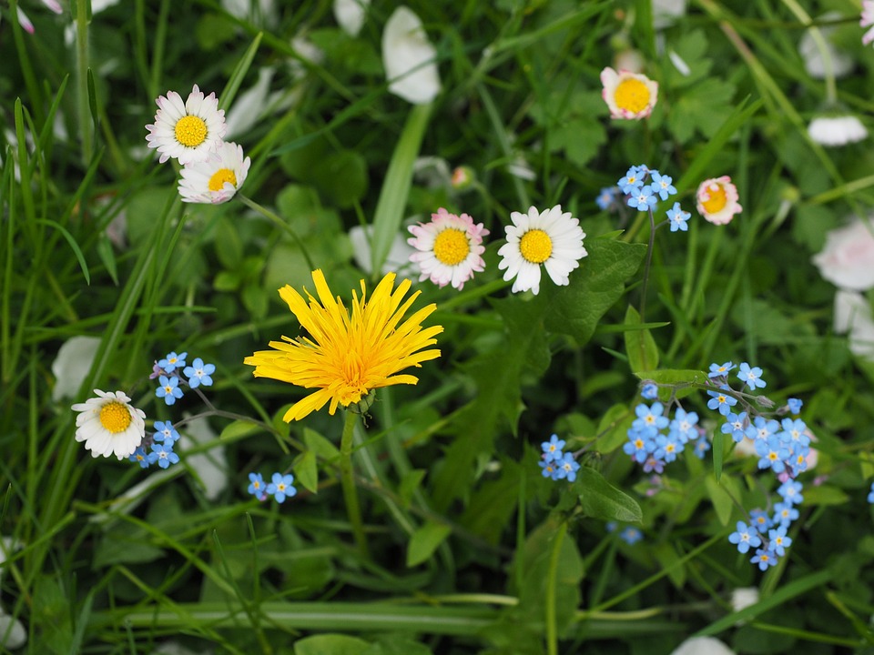 Wiesenblumen Wiese Löwenzahn - Kostenloses Foto auf Pixabay