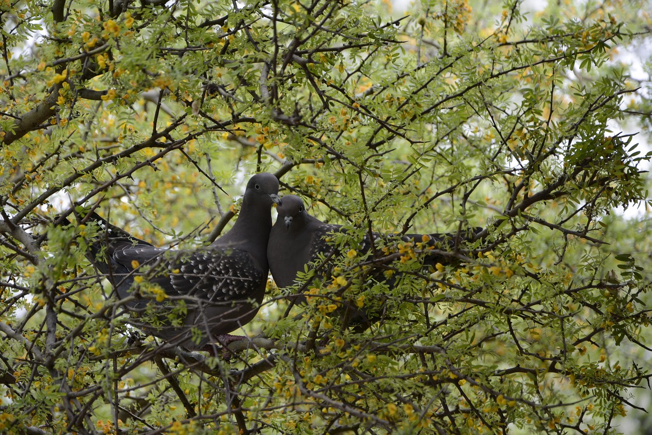 Pigeons Birds Nature - Free photo on Pixabay