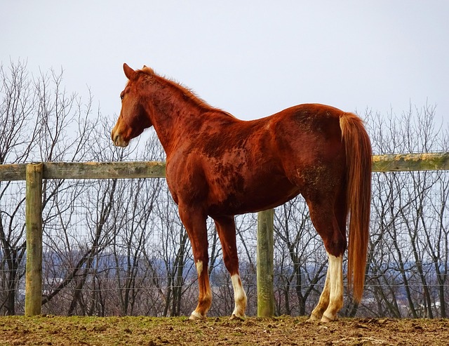 Cheval Brown Pur Sang De - Photo gratuite sur Pixabay - Pixabay