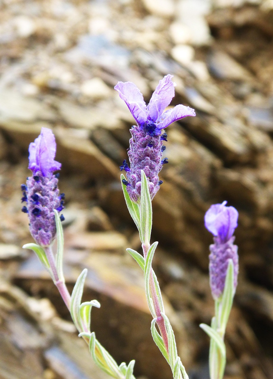 Lavender Bunga Berkembang Tanaman - Foto gratis di Pixabay - Pixabay