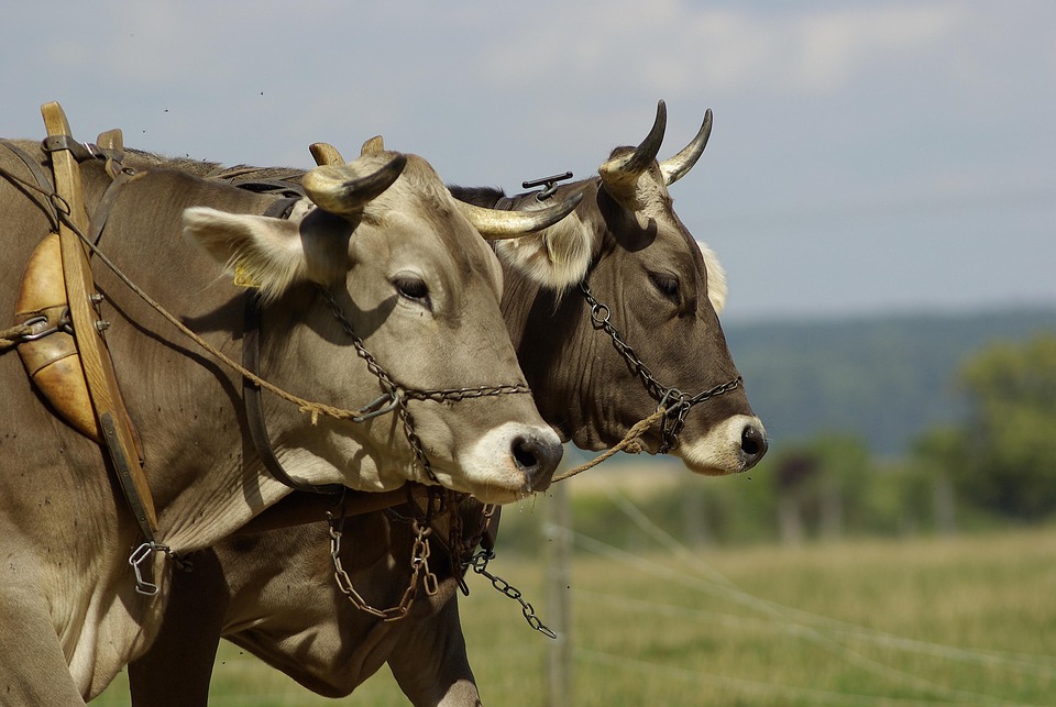 Ox Bovine Farm Yard - Free photo on Pixabay