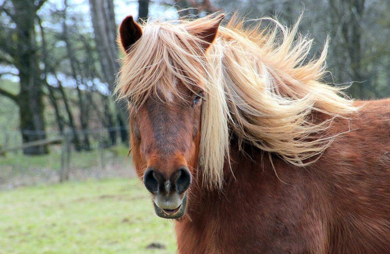 Cavalo Haflinger Animal - Foto gratuita no Pixabay - Pixabay