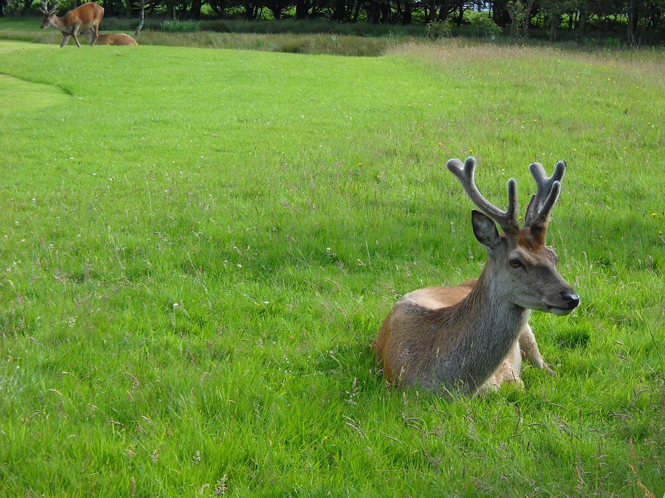 Deer Antlers Wildlife - Free photo on Pixabay - Pixabay