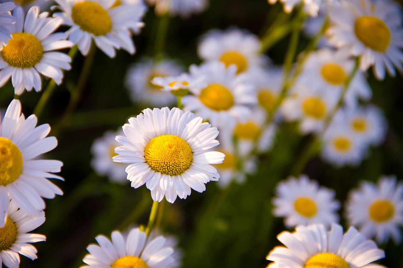 1,000+ Free Chamomile & Nature Images - Pixabay
