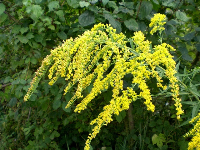 Goldenrod Yellow Blossoms Close - Free photo on Pixabay