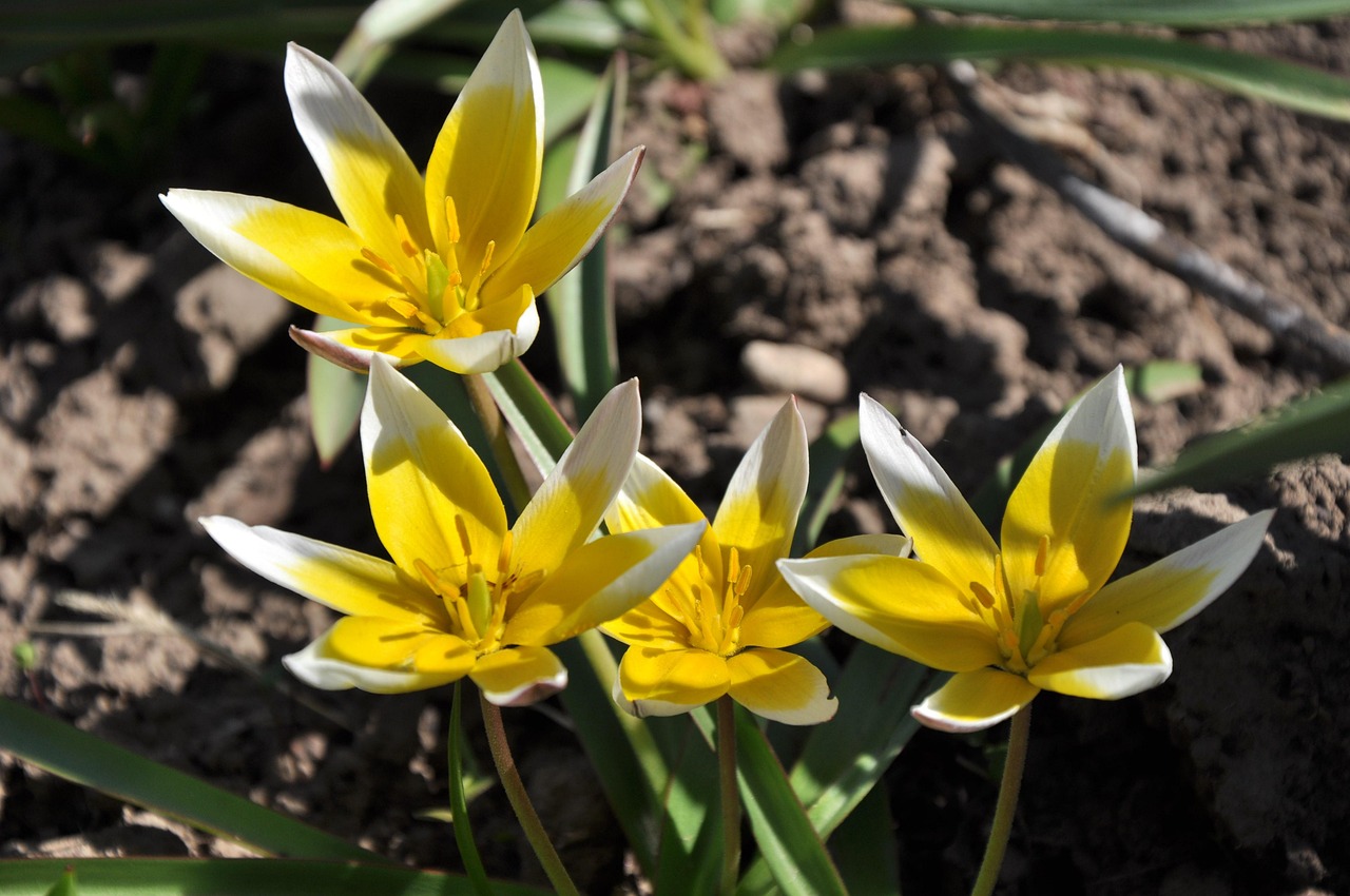 Tulipas Primavera Jardim - Foto gratuita no Pixabay - Pixabay
