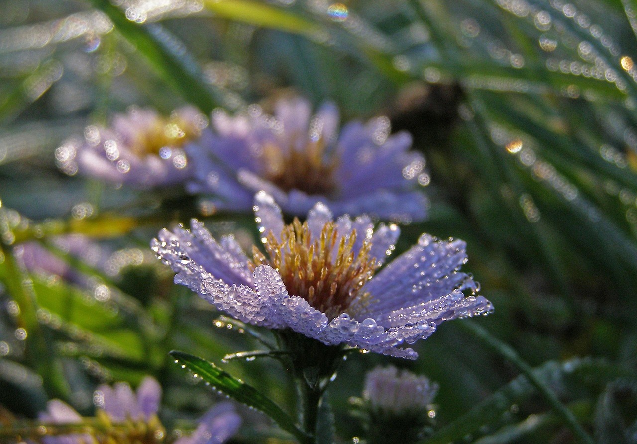 Flowers Dew Drops Of Water - Free photo on Pixabay - Pixabay