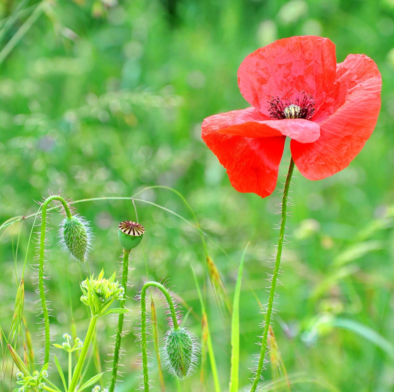 Mohn Sommer Natur - Kostenloses Foto auf Pixabay - Pixabay