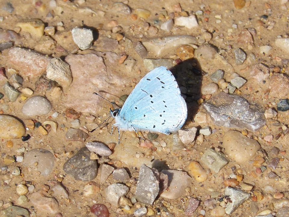 Blue Winged Butterfly - Free photo on Pixabay - Pixabay