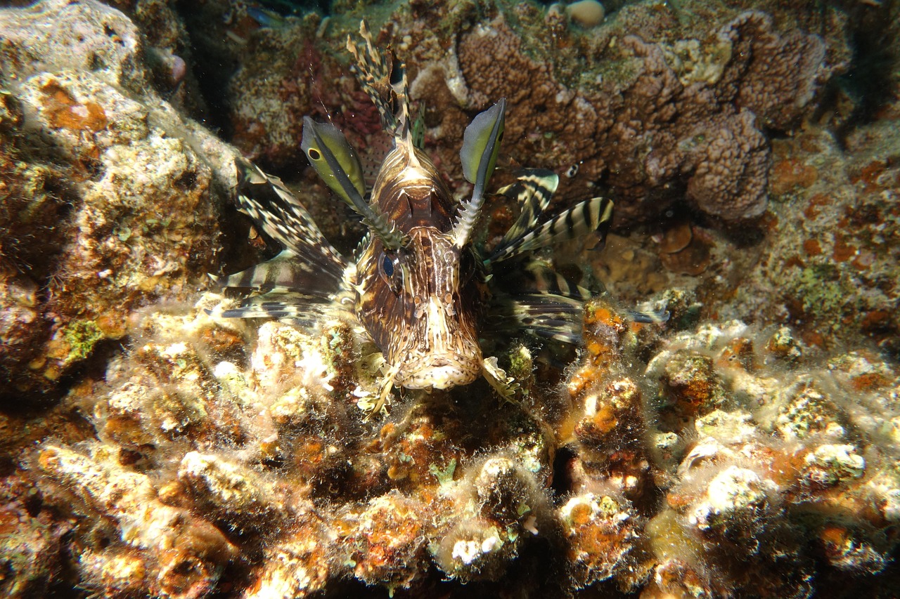 80+ Free Lionfish & Fish Images - Pixabay