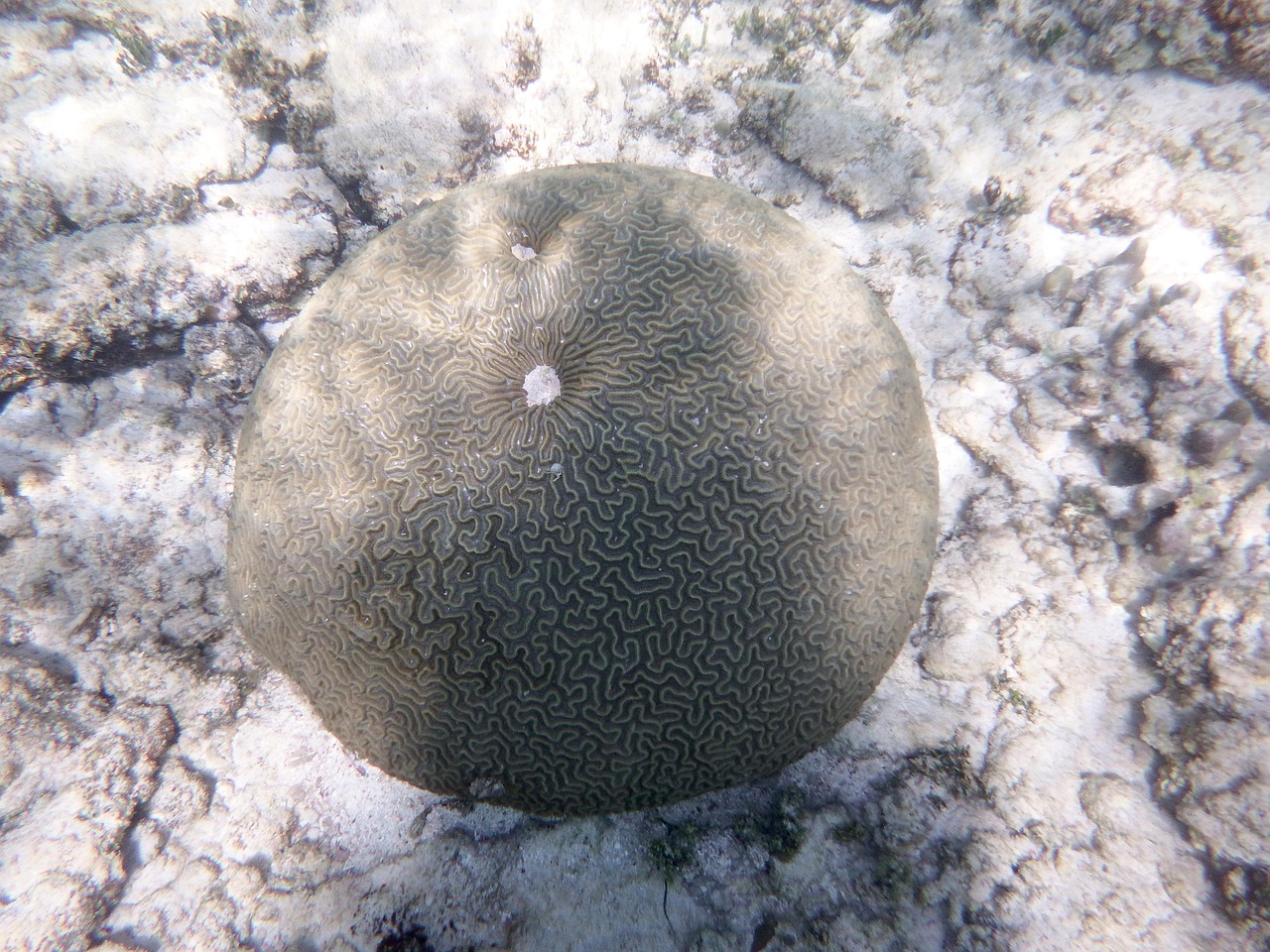 Coral Mar Oceano - Foto gratuita no Pixabay - Pixabay