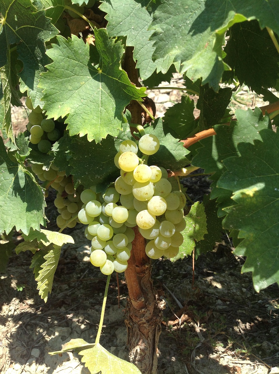 Muscat Bunch - Free photo on Pixabay - Pixabay