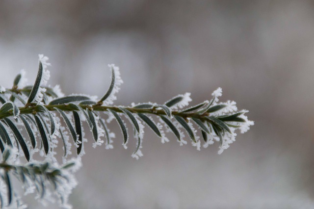 Winter Ripe Branch - Free photo on Pixabay - Pixabay