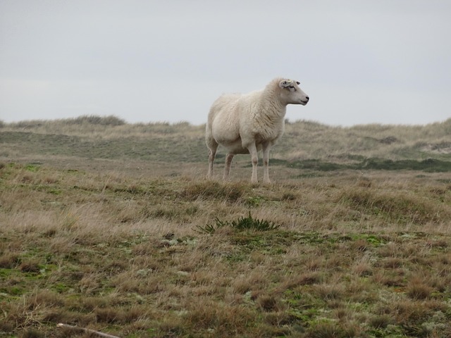 Oveja Dique En Frisia - Foto gratis en Pixabay - Pixabay