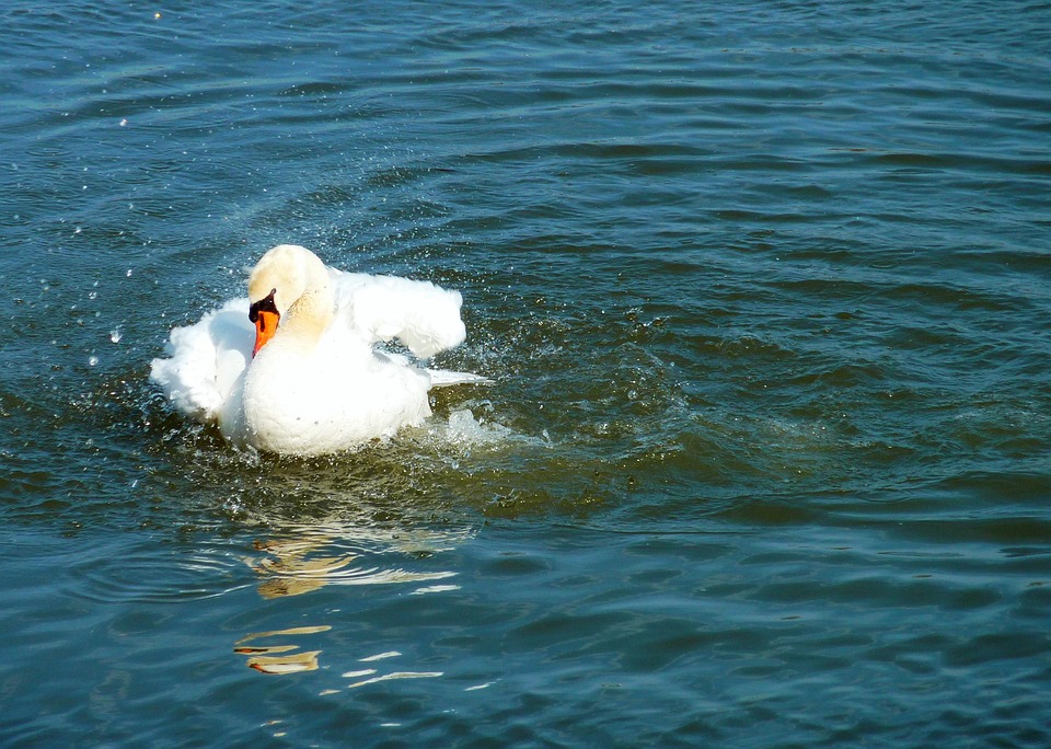 La Nature Cygne Cygnes - Photo gratuite sur Pixabay - Pixabay