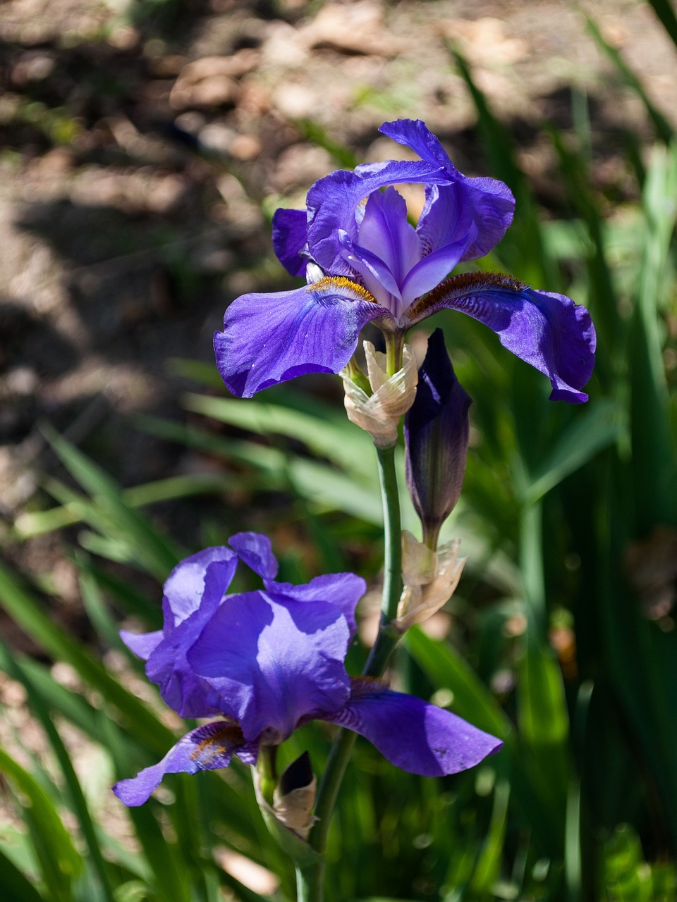 Flor Violeta Planta - Foto gratis en Pixabay - Pixabay