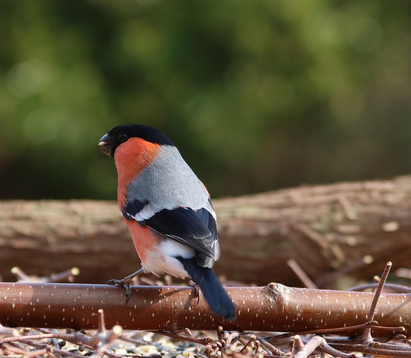 Bullfinch Male Garden Bird - Free photo on Pixabay