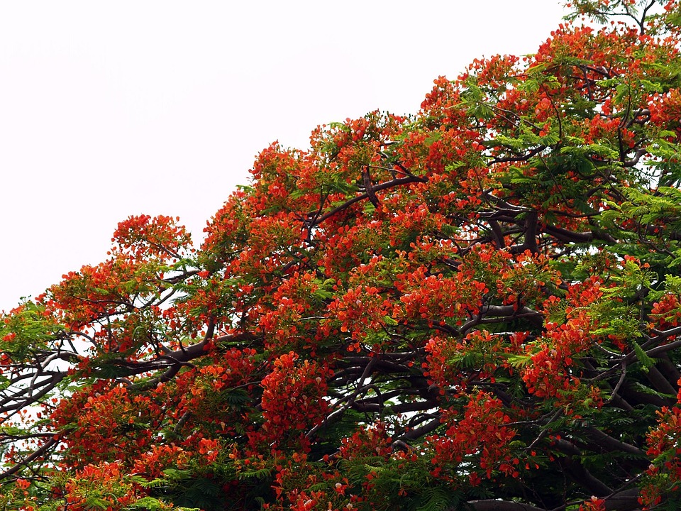 Tree Flower Red - Free photo on Pixabay - Pixabay