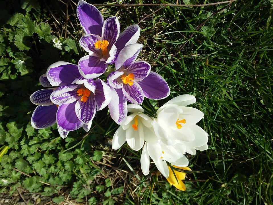 Krokus Spring Wiosna - Free photo on Pixabay