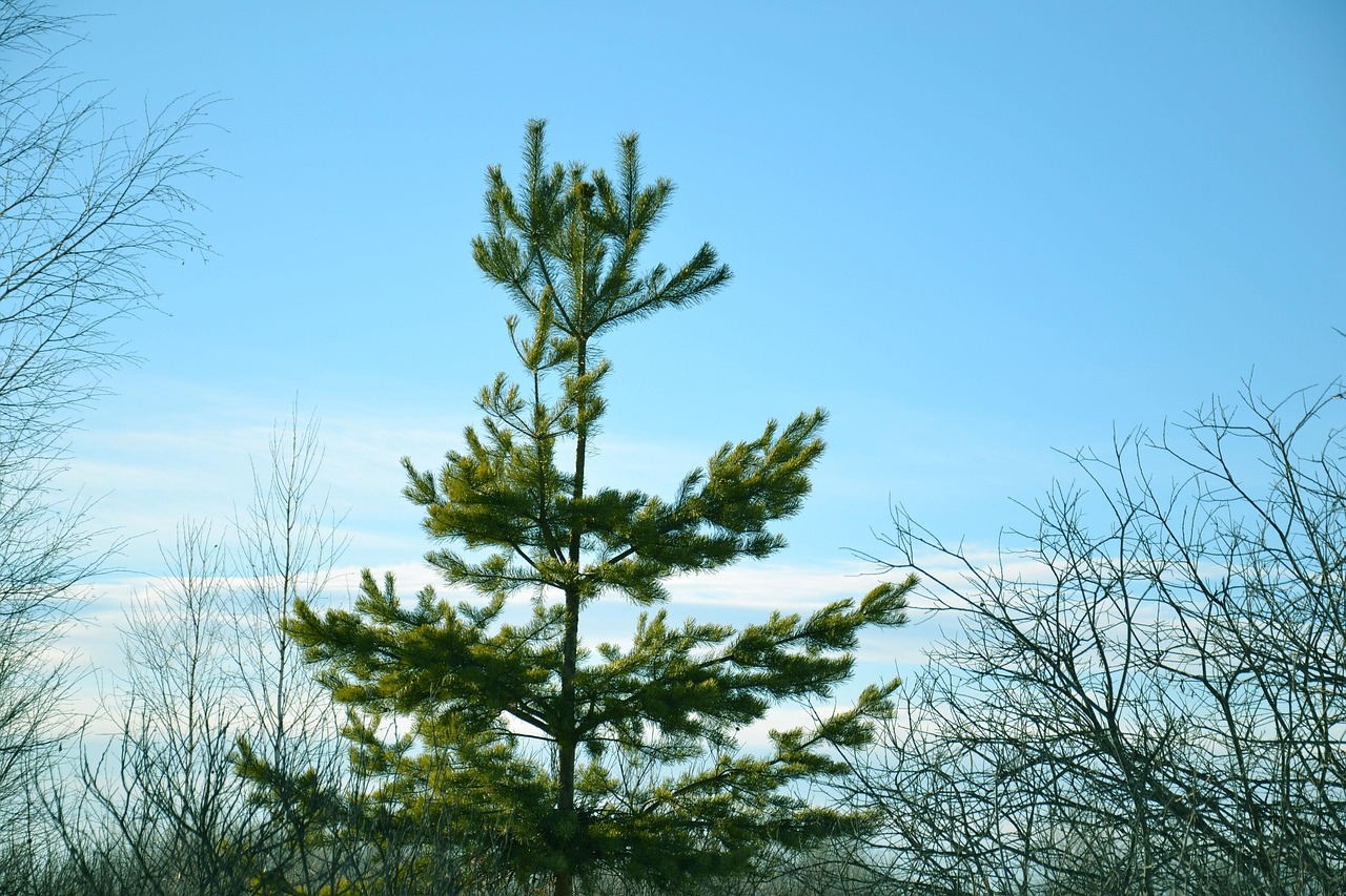 Árbol De Coníferas Pino - Foto gratis en Pixabay - Pixabay