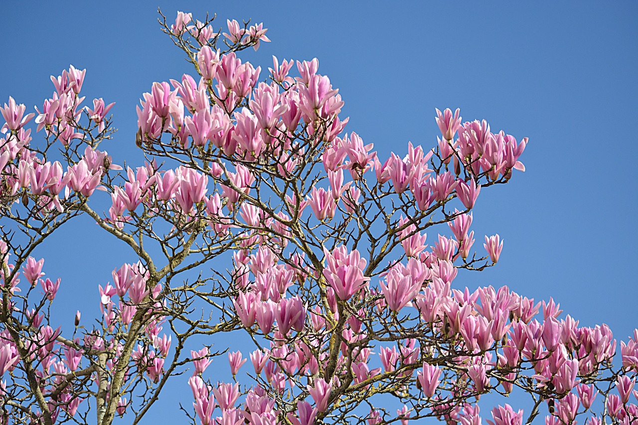 Magnolias Flowers Tree - Free photo on Pixabay - Pixabay