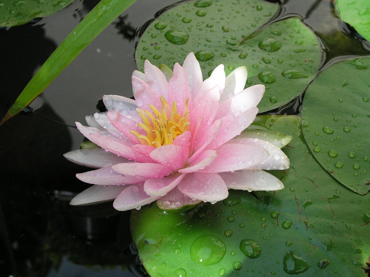 Water Lily Aquatic Plant - Free photo on Pixabay - Pixabay
