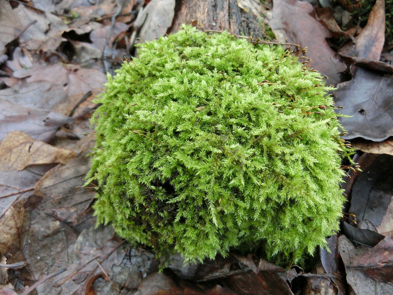 La Nature Forêt Mousse - Photo gratuite sur Pixabay - Pixabay
