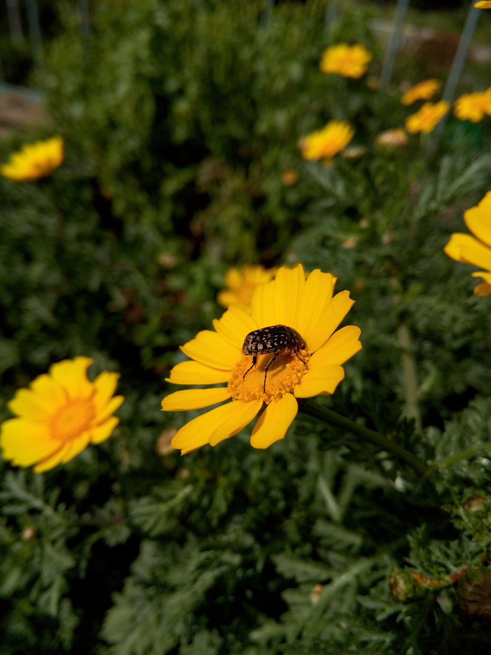 Bug Blomst Grøn Senecio - Gratis foto på Pixabay - Pixabay
