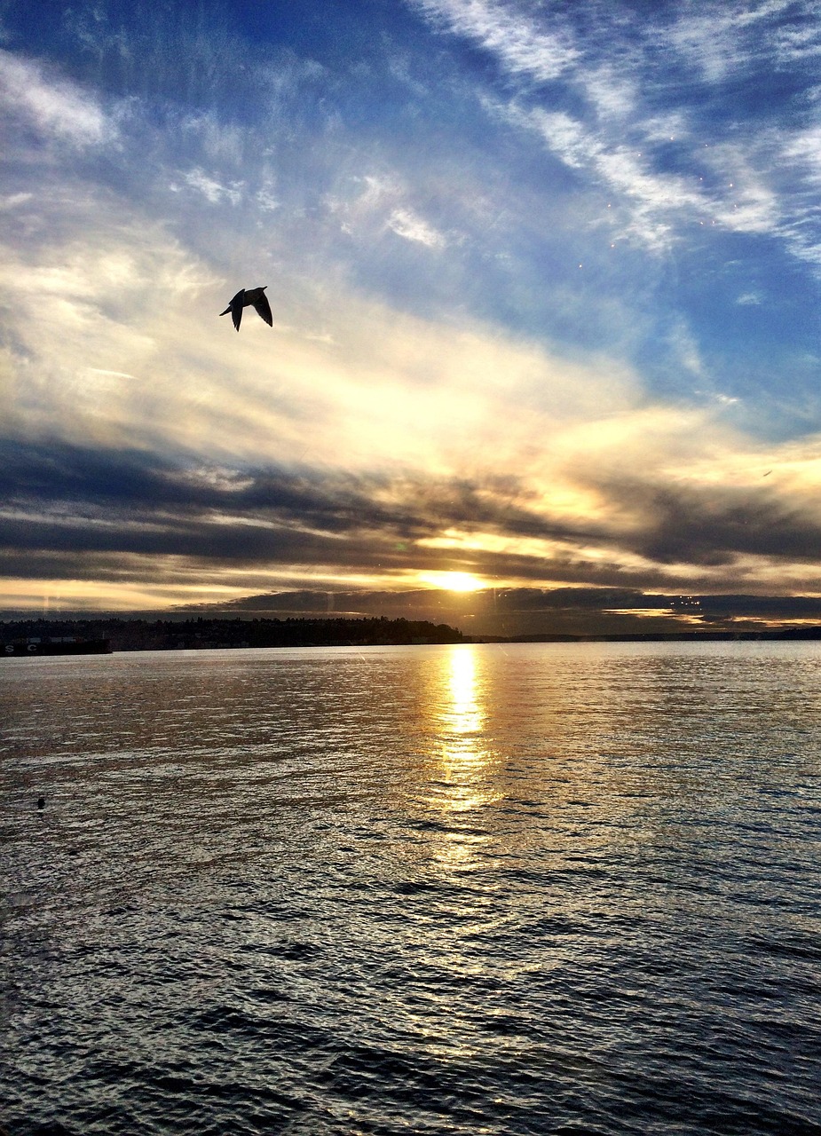 Water Seagull Sea - Free photo on Pixabay - Pixabay