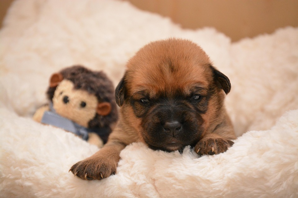 Portrait Welpe Hund - Kostenloses Foto auf Pixabay - Pixabay