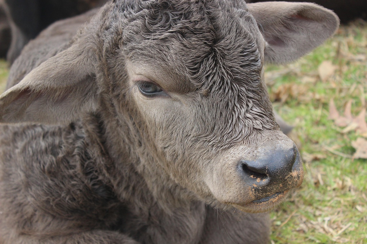 Bull Calf - Free photo on Pixabay - Pixabay