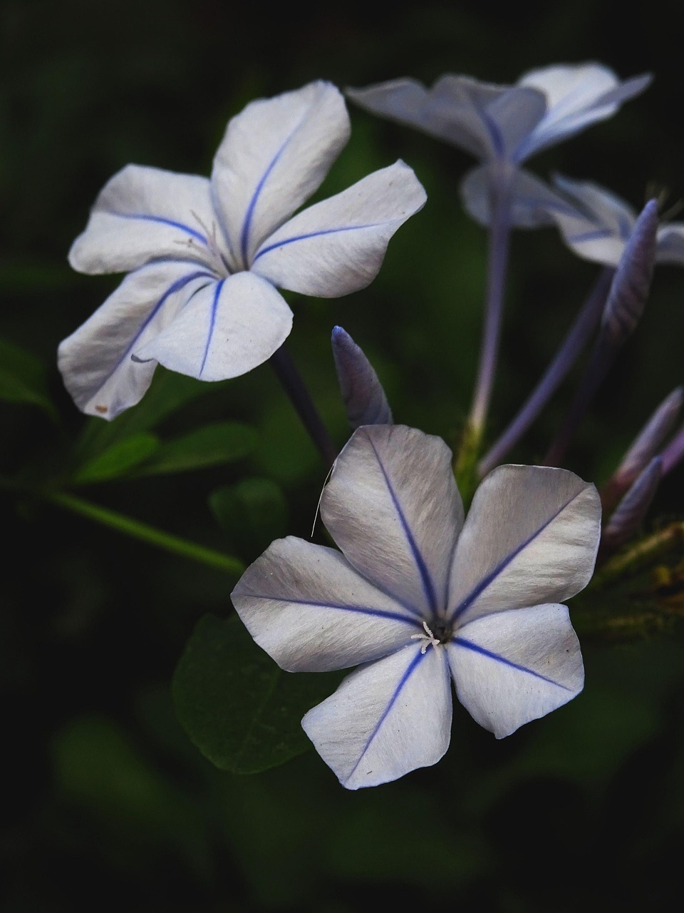 Plumbago Purple Flower - Free photo on Pixabay - Pixabay