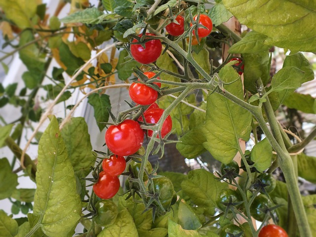 Tomates Mini Comida - Foto gratis en Pixabay