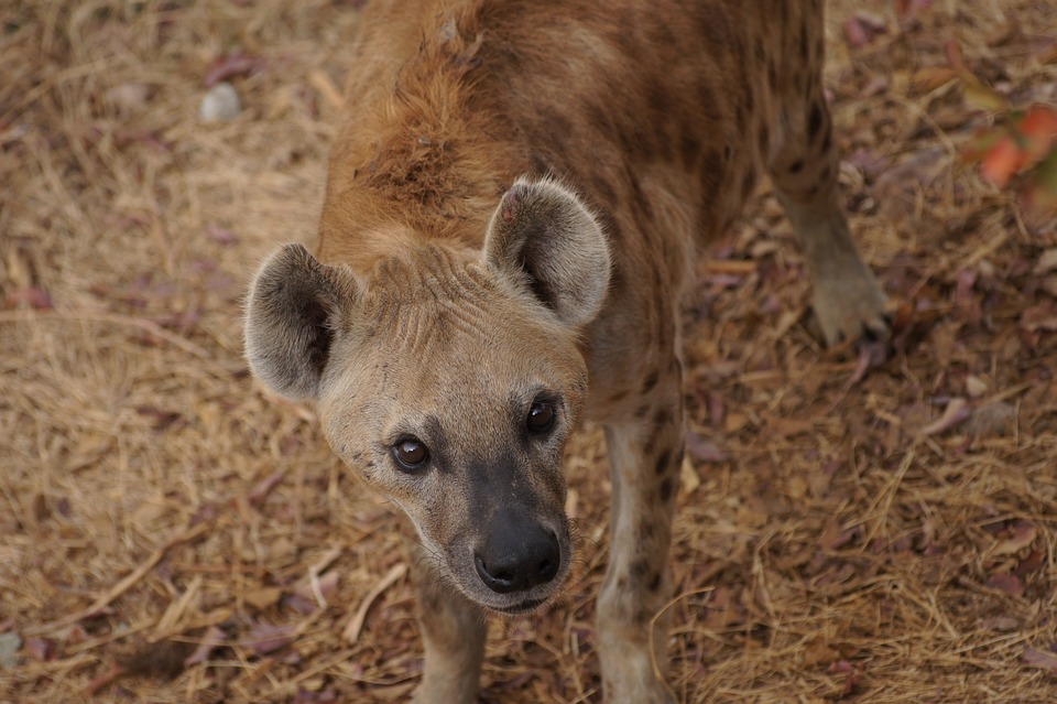 Hyena Look Canine - Free photo on Pixabay - Pixabay