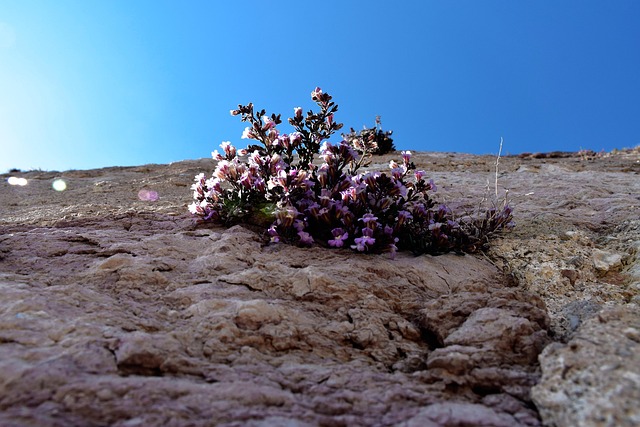 Flor Pared Castillo Flores - Foto gratis en Pixabay - Pixabay