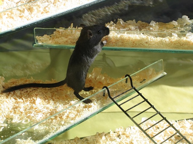 Gerbil Pet Mouse - Free photo on Pixabay - Pixabay