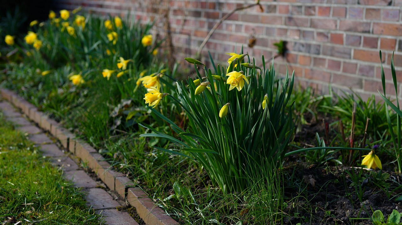 Daffodils Spring Yellow Flowers - Free photo on Pixabay - Pixabay
