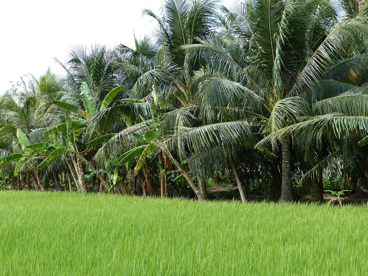 Agriculture Tropics Tropical - Free photo on Pixabay