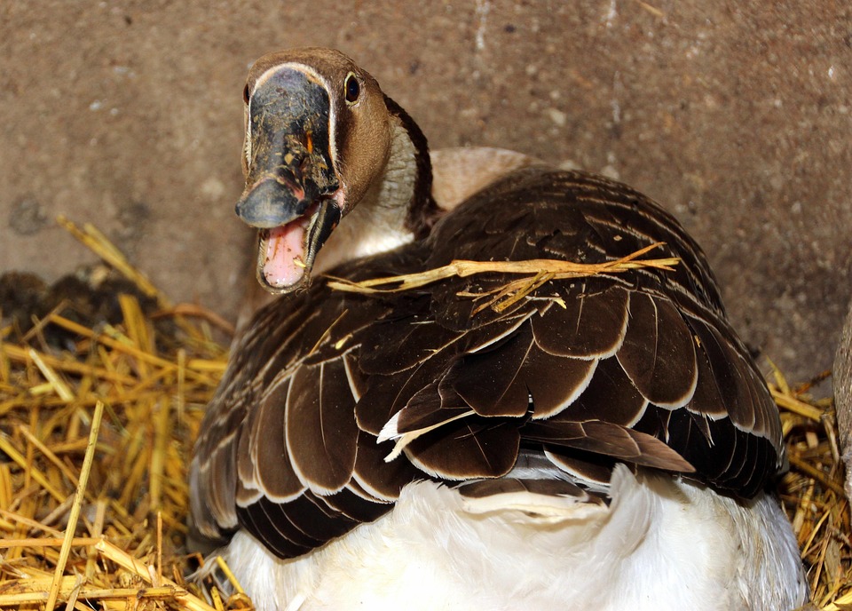 Goose Humpback Female - Free photo on Pixabay - Pixabay
